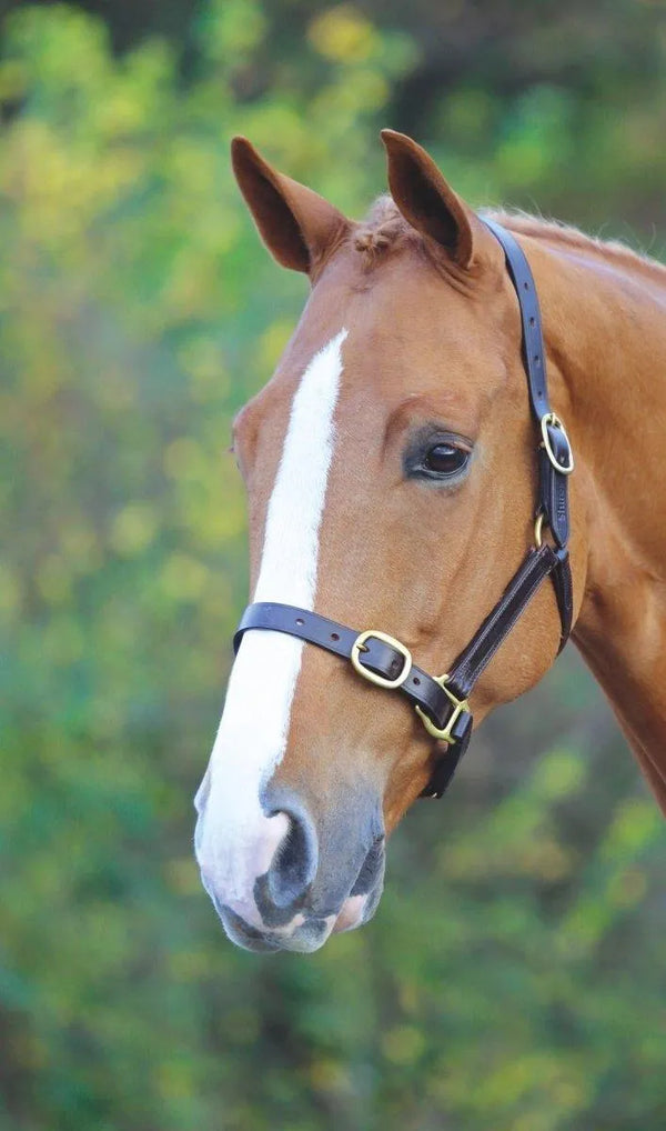 GARA Fully Adjustable Leather Headcollar | Ayr Equestrian